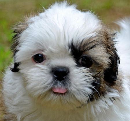 Shih Tzu Welpen Hündin in Villenbach Tiere Kleinanzeigen