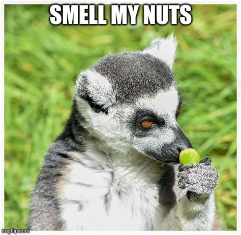 Smell My Nuts Imgflip