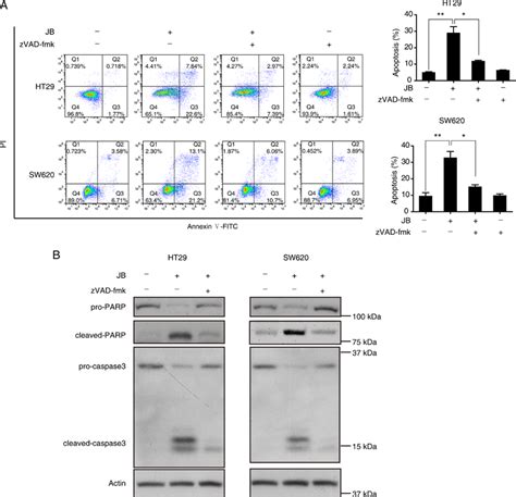 Caspase Activation Is Required For The Apoptosis Induced By Jb In Crc