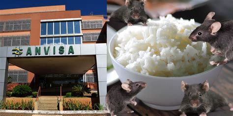 Fezes E Pelos De Rato A Marca De Arroz Proibida Pela Anvisa
