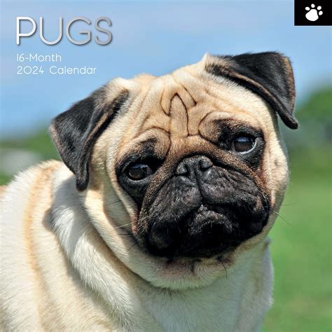 TGSC Pugs Wall Calendar 2024 16 Months Monthly 2023 Calendar