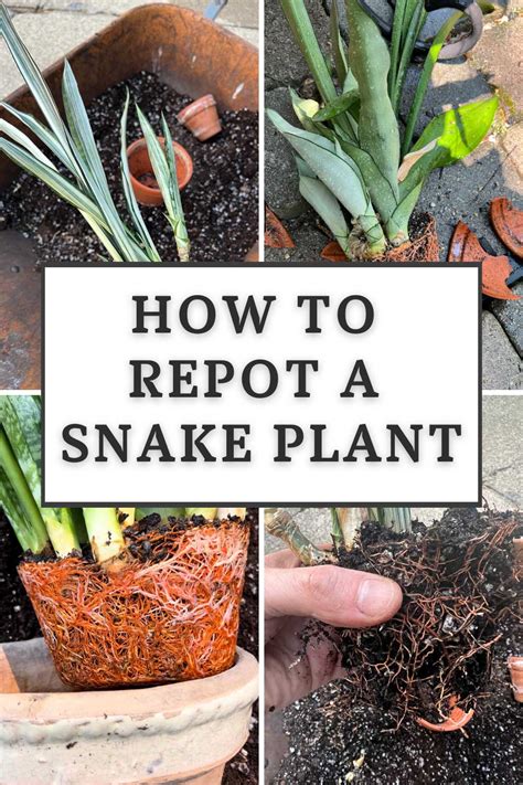 How To Repot A Snake Plant 5 Important Tips To Know