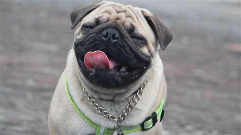 Saiba Quais As Ra As De Cachorro Mais Comuns No Brasil Seu Pet Est Na