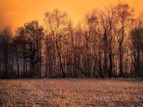 Pôr Do Sol Floresta Campo Foto gratuita no Pixabay