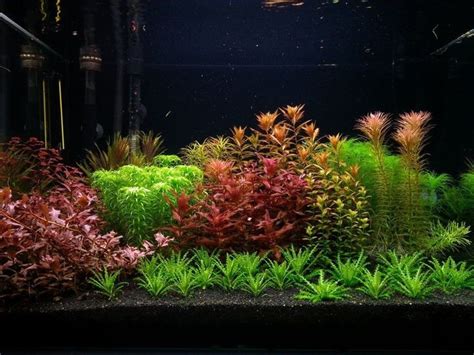 Species Stems Live Aquarium Plants Free S H Live Aquatic Etsy