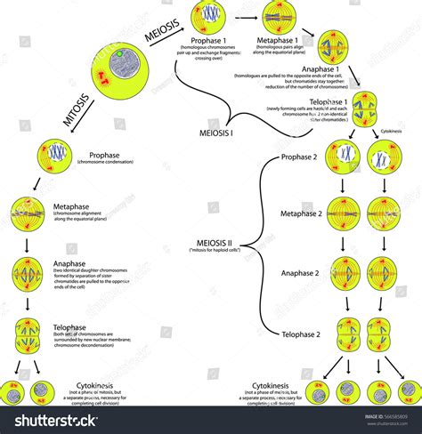 Meiosis Compared To Mitosis