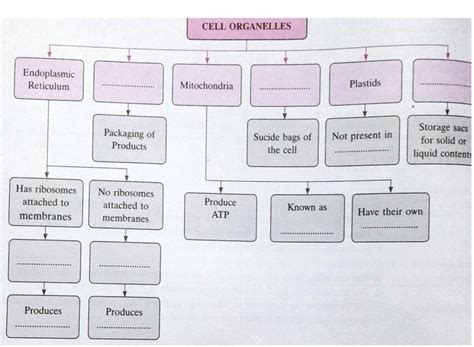 2 Complete The Flowchart With Appropriate Term Name Functions