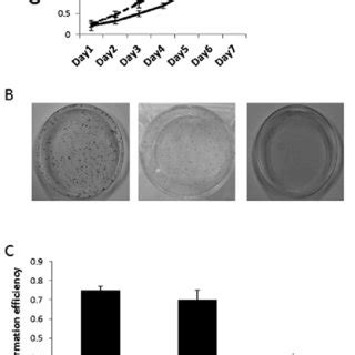 HPSE Gene Silencing Suppresses Cell Proliferation And Colony Formation