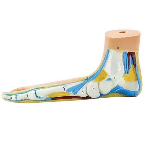 Buy Foot Anatomical Model Including Muscles Ligaments Human Foot