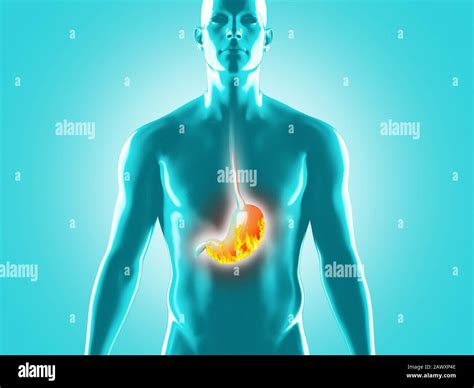 Anatomia Del Sistema Digestivo Umano Illustrazione Del Rendering 3d