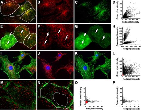 A Practical Guide To Evaluating Colocalization In Biological Microscopy