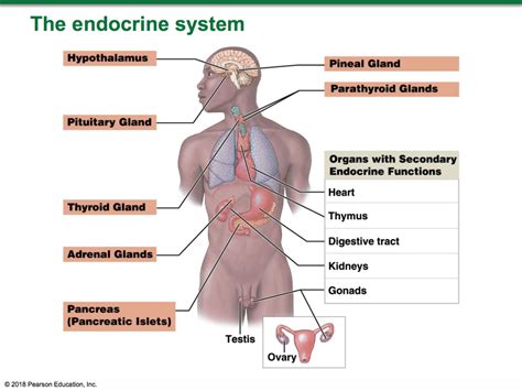 Endocrine System Labeling Diagram Quizlet