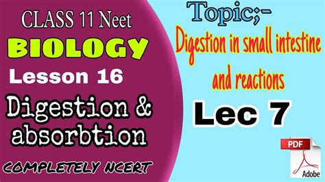 Lec 7 Digestion And Absorbtion Digestion In Small Intestine Succus