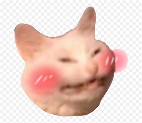 View 16 Discord Cat Emoji Png Publicationquoteqjibril