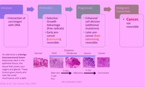 Mechanisms Of Oncogenesis Flashcards Quizlet