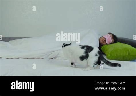 Cat Slowly Creeps Up Across Bed And Sits Down Next To The Sleeping Owner Who Is Lying Under