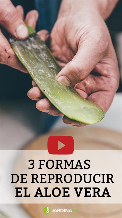 3 formas de reproducir el Aloe vera VÍDEO Jardinatis Cultivar