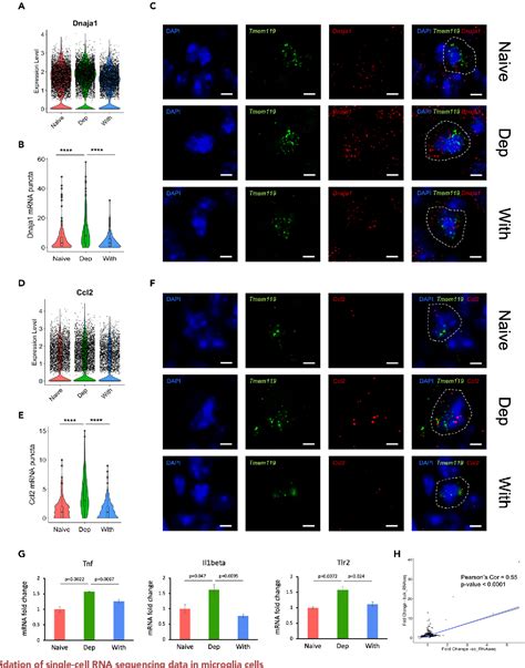 Figure 2 From Single Cell Profiling Of Glial Cells From The Mouse