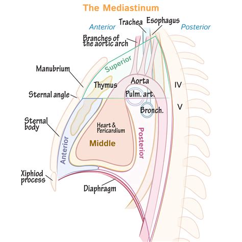 Anterior Mediastinum Contents