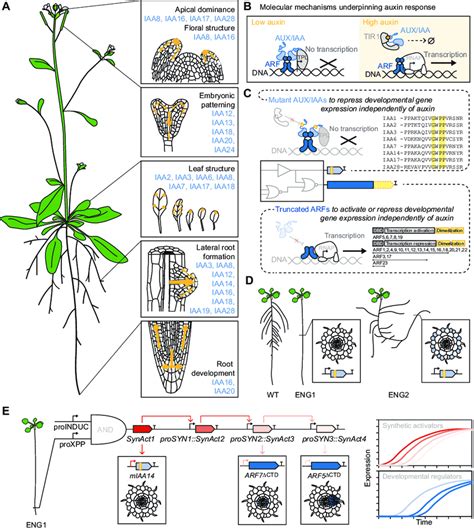 Engineering Development Through Auxin Response Factors A Auxin S Role