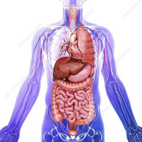 Human Internal Organs Artwork Stock Image F Science