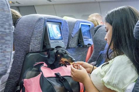 Conoce las aerolíneas que te permiten viajar con tu mascota en la