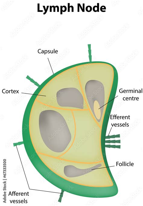 Labeled Diagram Of A Lymph Node