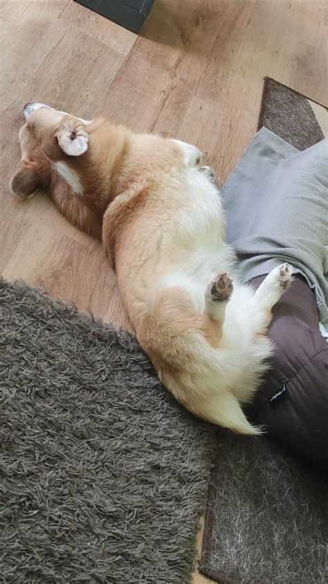 Just Corgo Chilling Gag