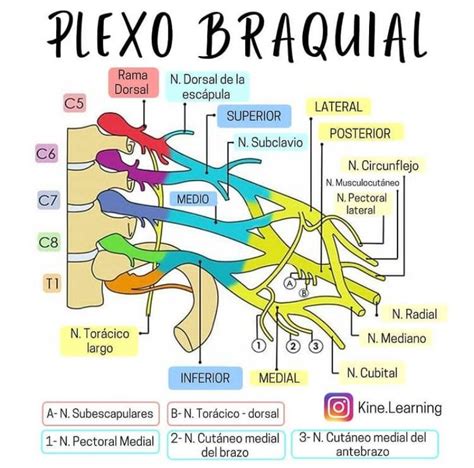 Plexo Braquial Anatomía médica Plexo braquial Anatomia y fisiologia