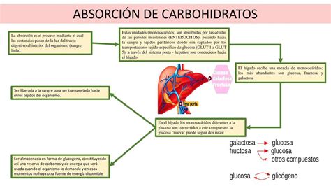 Resúmenes de Absorción de carbohidratos Descarga apuntes de Absorción