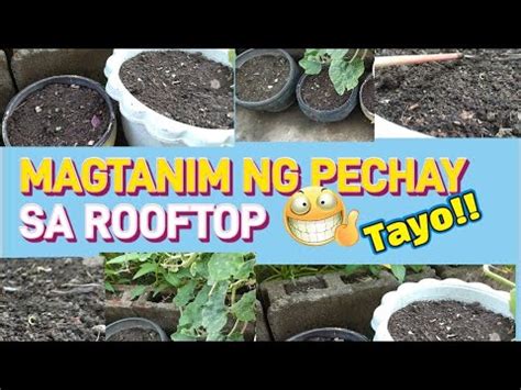 ROOFTOP GARDEN UPDATE MAGTANIM NG PECHAY SA PASO Akosinica