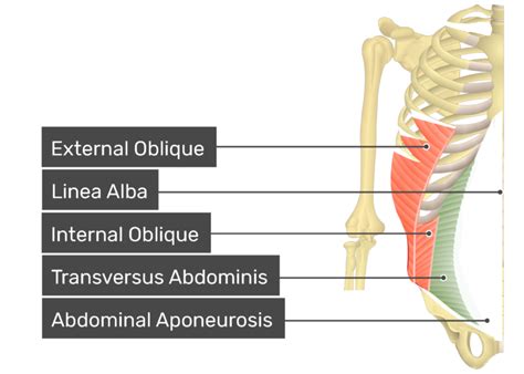 Transversus Abdominis Muscle Origin Insertion And Action Getbodysmart