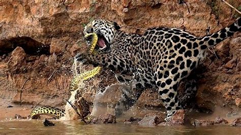 Felinos Grandes Del Planeta El Jaguar Ocioltura Revista Digital De