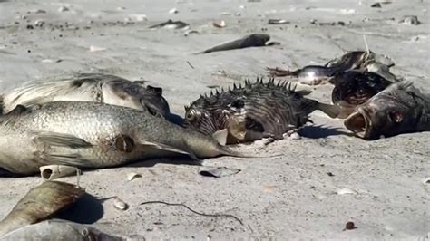 La Marea Roja En Florida Ocurre Por Causas Naturales Pero La