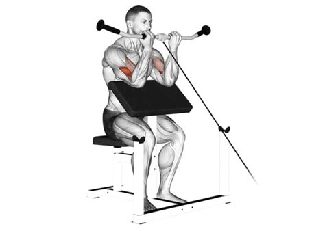 Curl Concentr Comment Muscler Ses Biceps Avec Le Curl Concentr