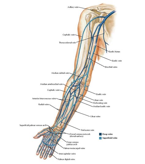 Upper Limb Veins Diagram Quizlet