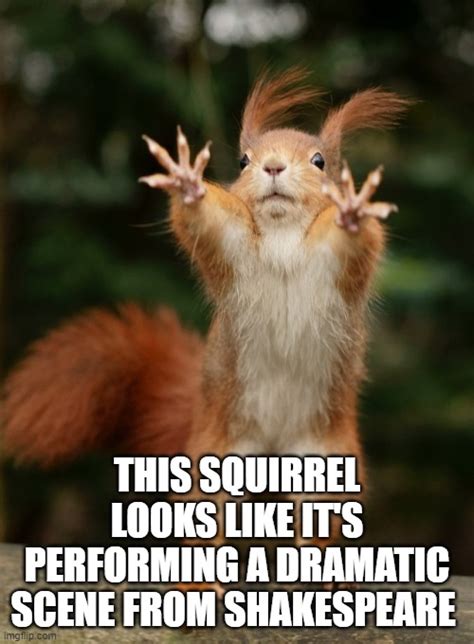 Squirrel Imgflip