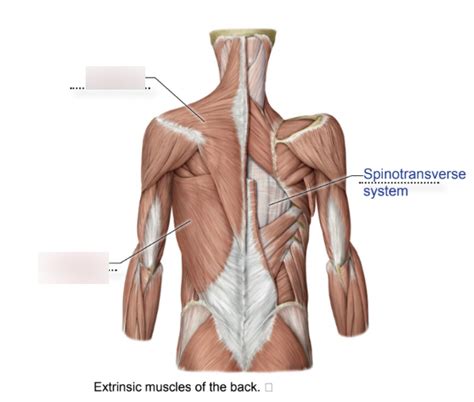 Extrinsic Muscles Of Back Diagram Quizlet