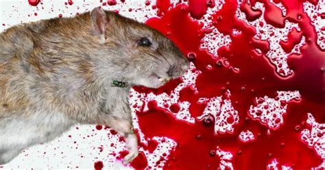Qu Significa So Ar Con Ratas Muertas Con Sangre
