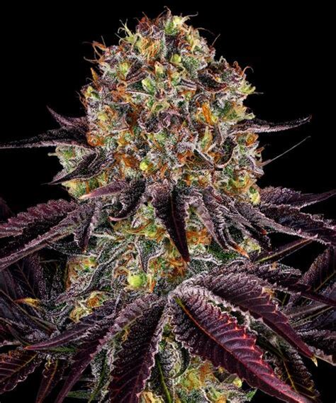 RUNTZ X LAYER CAKE BARNEYS FARM Sementes De Cannabis