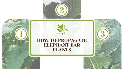 How To Propagate Elephant Ear Plants In A Few Easy Steps