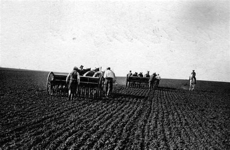 Siew przy pomocy siewników konnych w powiecie trembowelskim w 1931 r