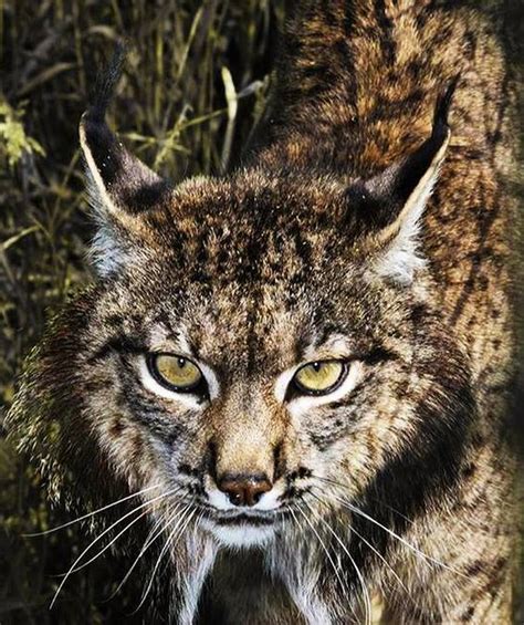 Lince Ibérico Lynx pardinus S O S Lince Ibérico Lynx pardinus