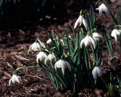 Flowers That Bloom In Winter HGTV