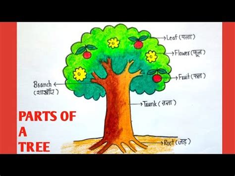 Tree Drawing Parts Of Tree Part Of Tree Youtube