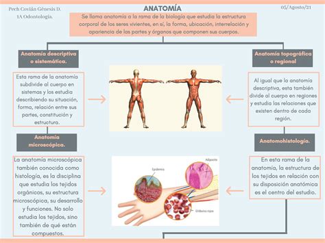 Arriba 75 Imagen Mapa Mental De La Anatomia Y Fisiologia Humana