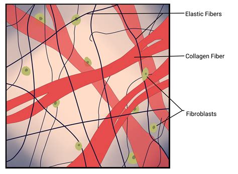 Label The Tissue Types Illustrated Here And On The Next Page Quizlet
