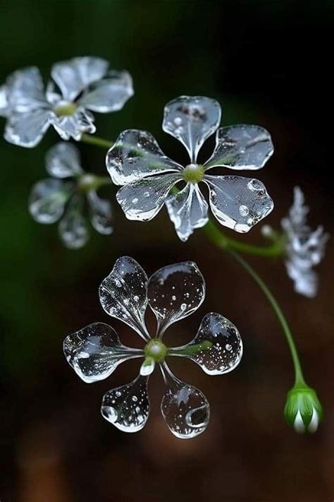 Pin By Mooniya Willu On Plants In 2024 Flower Aesthetic Pretty