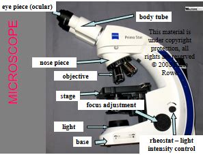 A P 1 LAB Microscope Diagram Quizlet