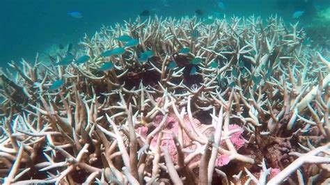 Great Barrier Reef 35 Of Corals Dead Or Dying BBC News